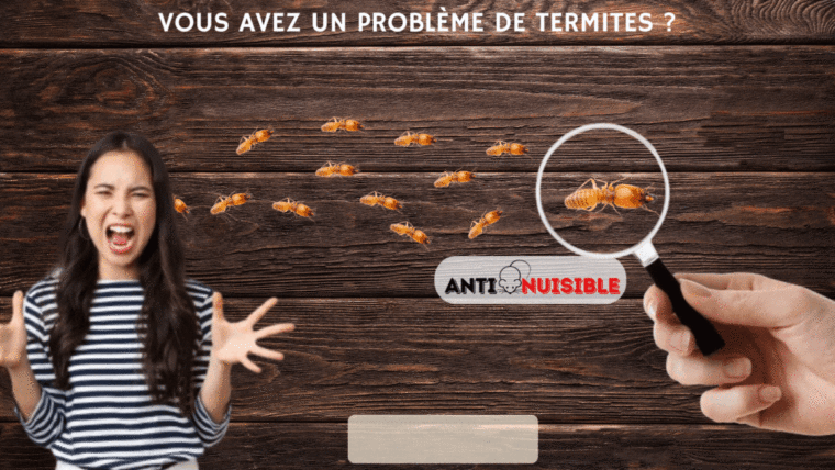 Termites et assurance habitation – protection anti-nuisible